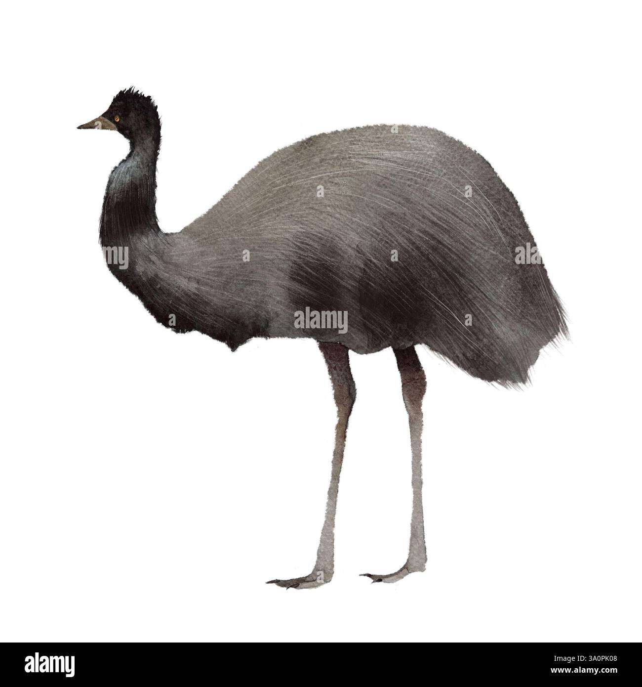 Watercolor emu on a white background Stock Photo - Alamy