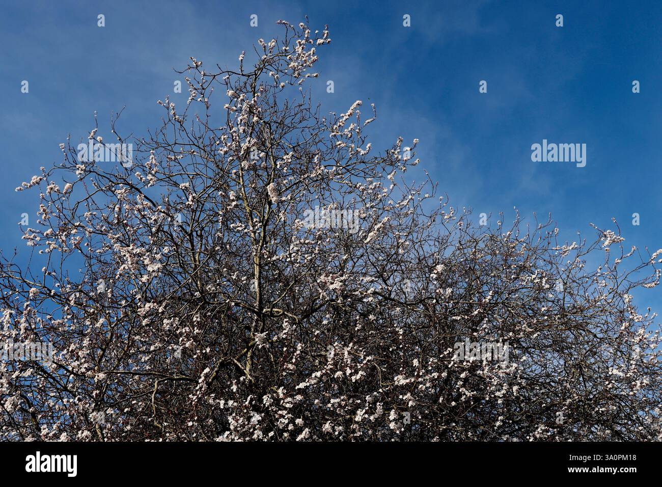 First Spring blossom & blue sky, Pittville Park, Cheltenham ...