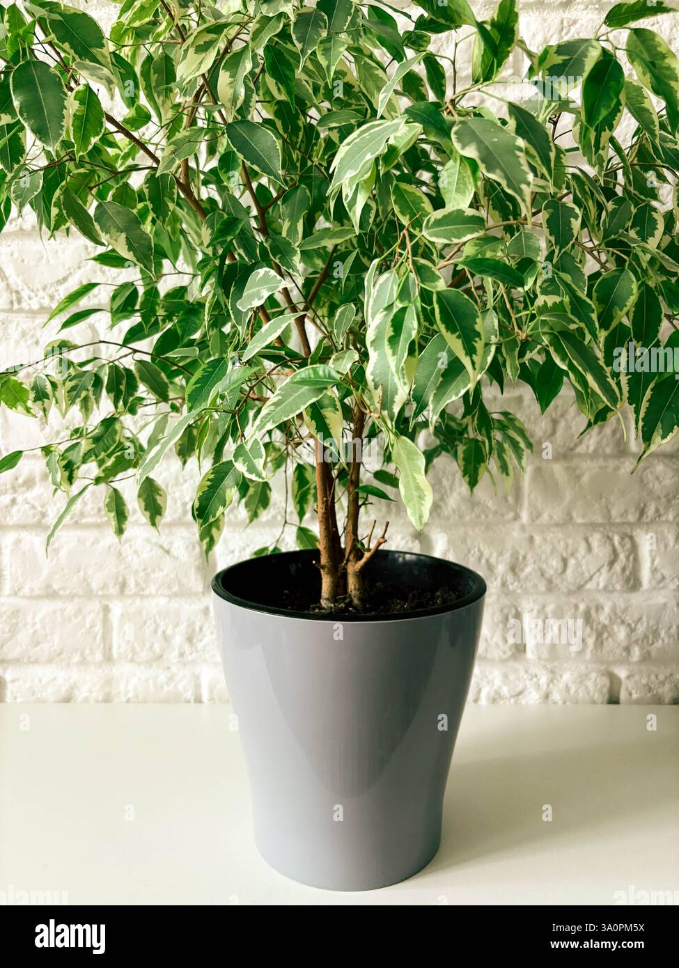 Beautiful lush ficus benjamin in a pot at home Stock Photo - Alamy