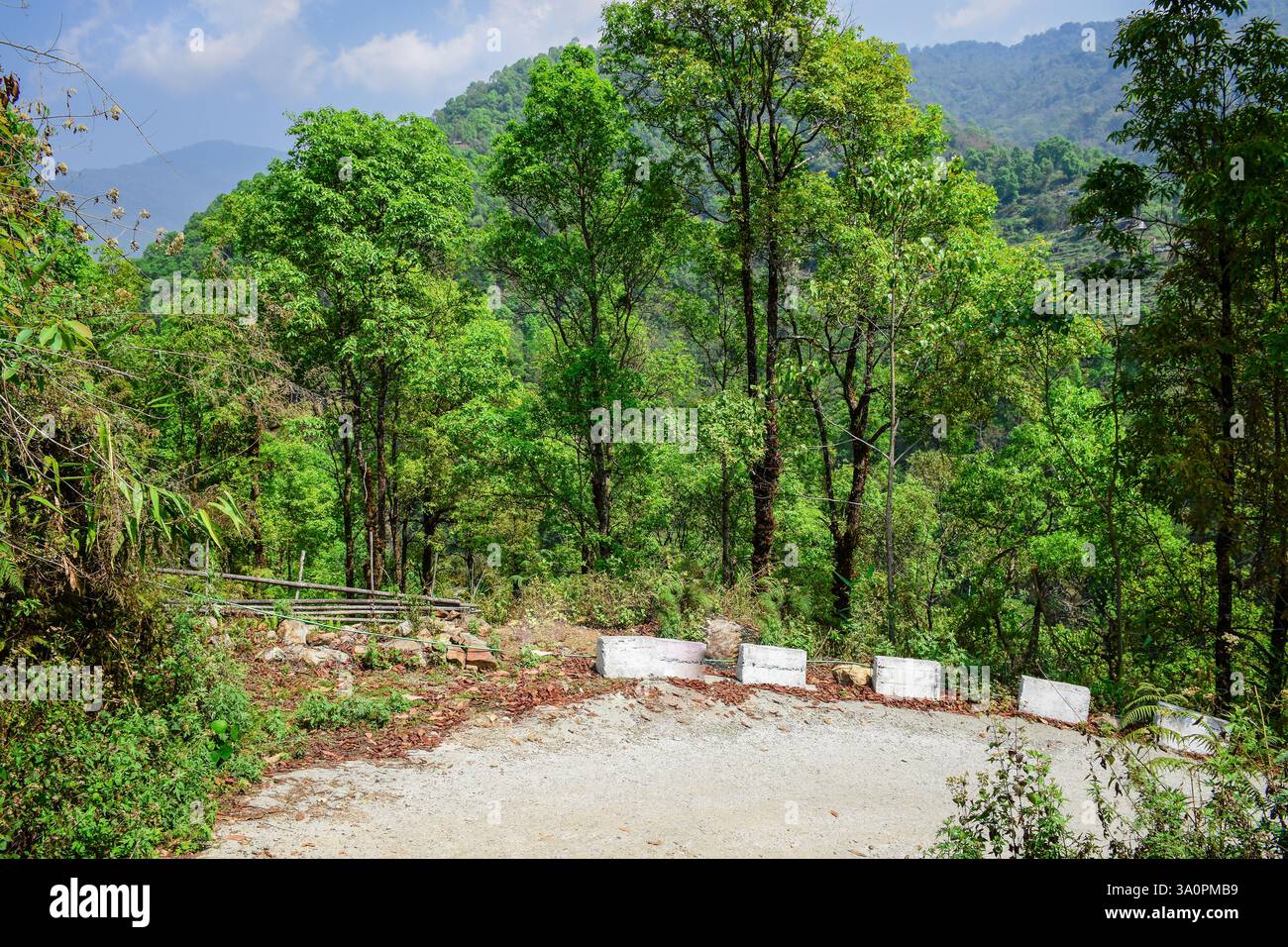 The majestic view of green trees in himalayan forest Stock Photo - Alamy