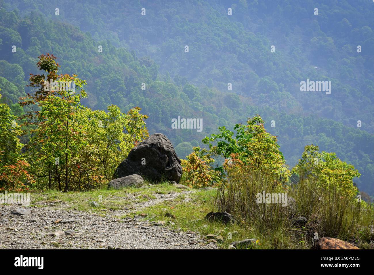 Himalayan dense forest trees hi-res stock photography and images - Alamy
