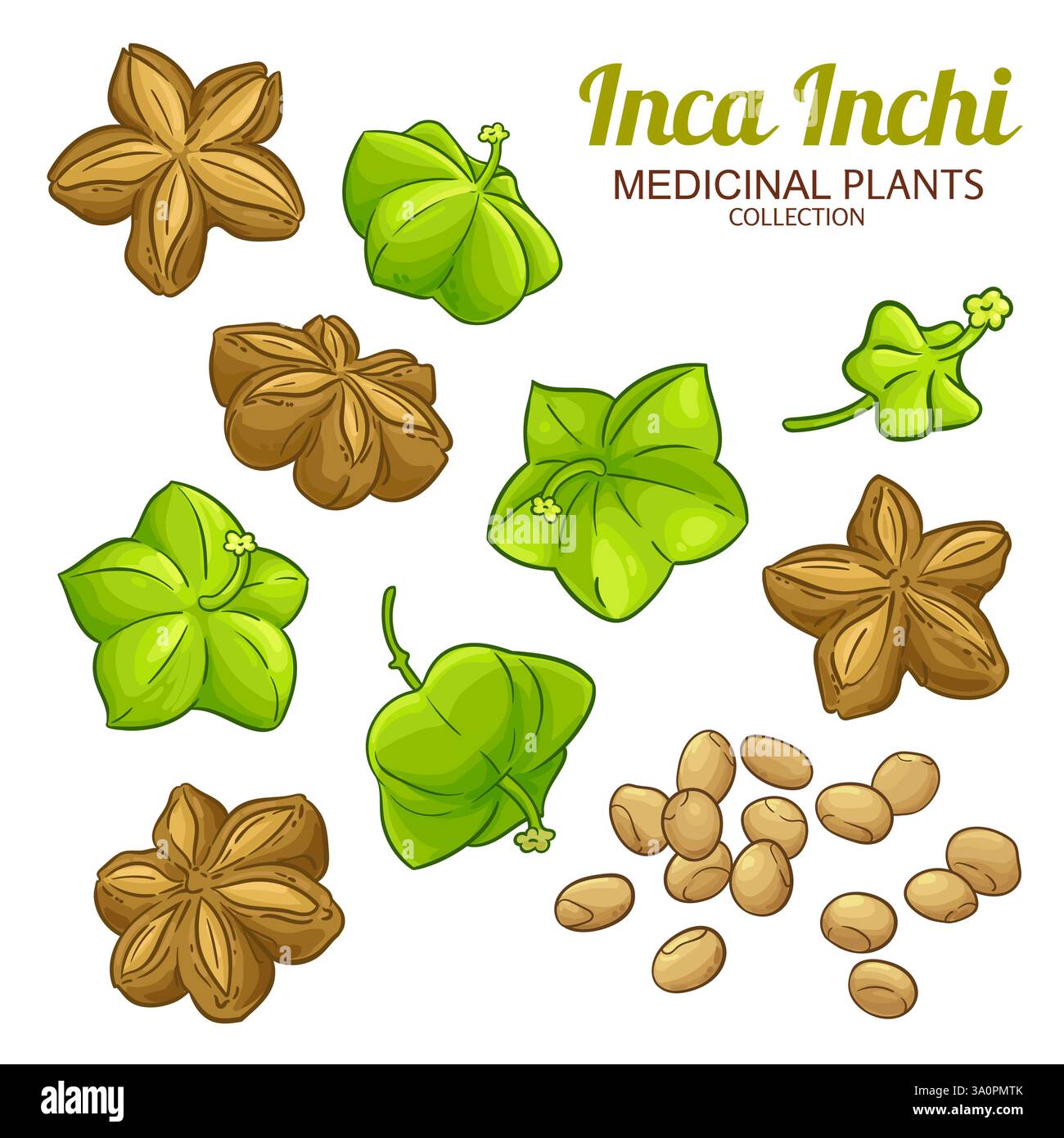 Inca Inchi Seeds Colored Detailed Illustration Stock Vector Image & Art ...