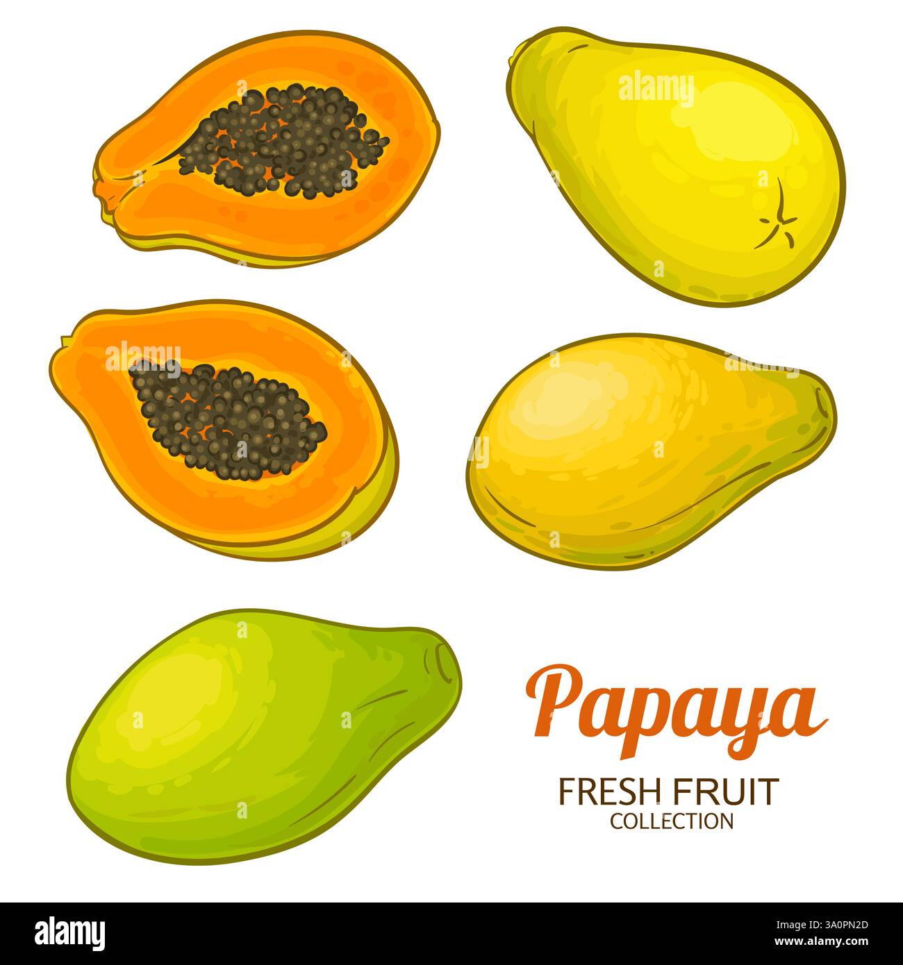 Papaya Fruits Colored Detailed Illustration Stock Vector Image & Art ...