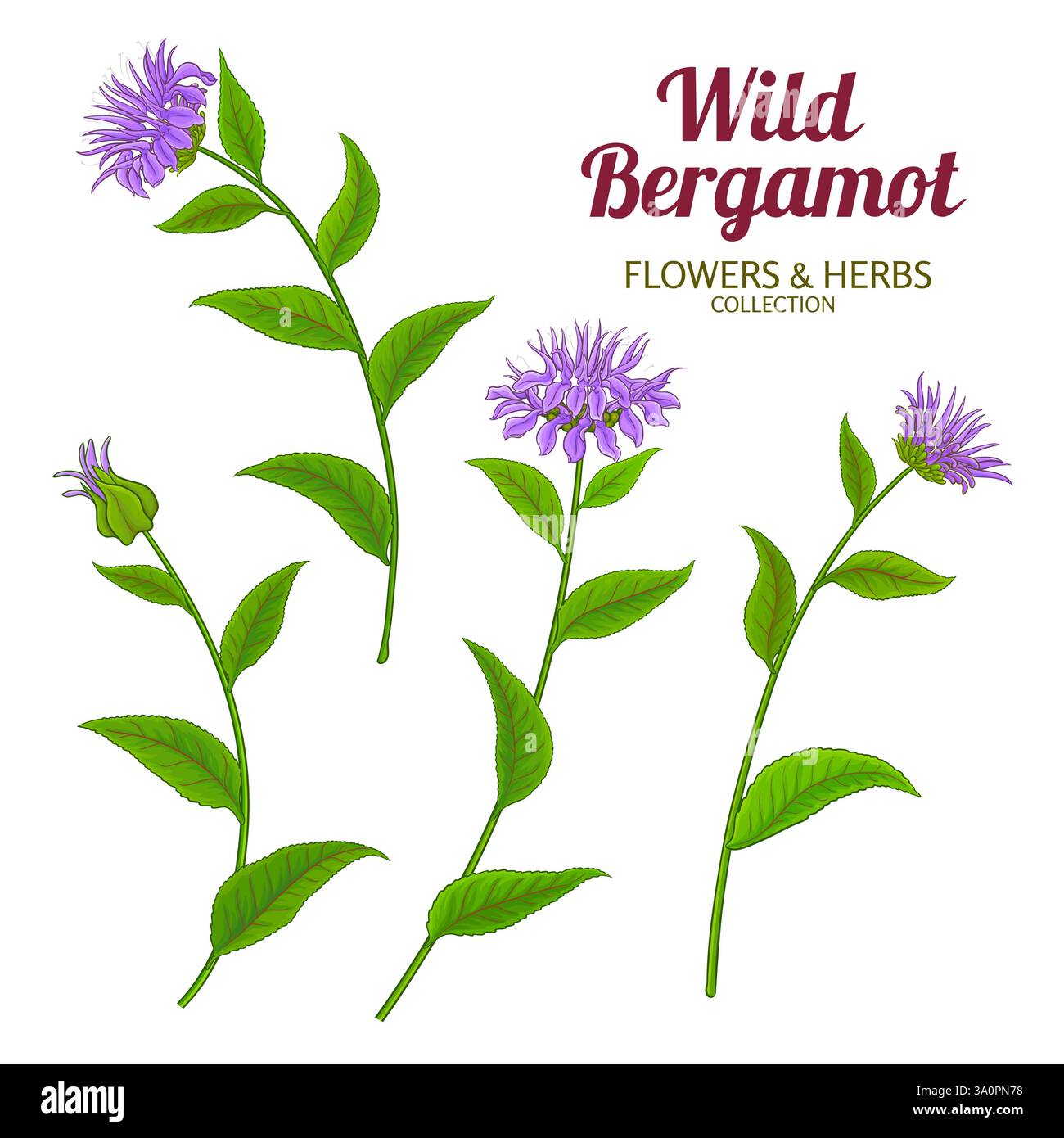 Wild Bergamot Plant Colored Detailed Illustration Stock Vector Image ...
