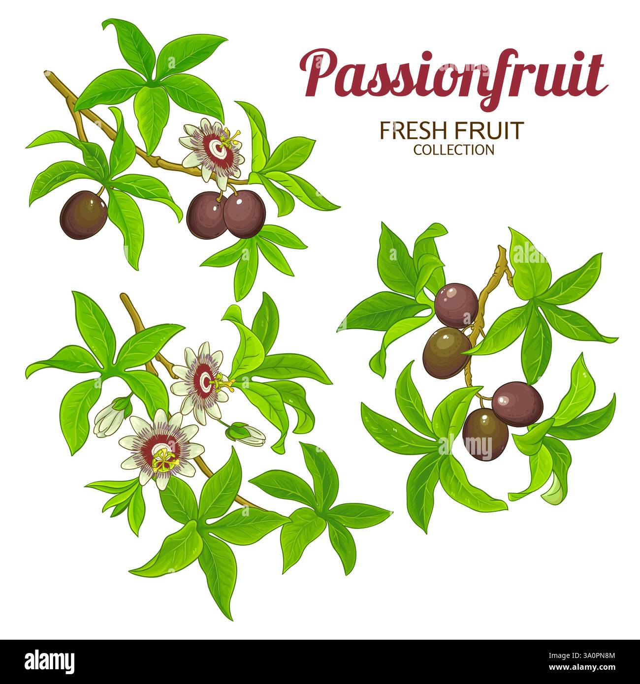 Passion Fruit Colored Detailed Illustration Stock Vector Image & Art ... Passion Fruit Colored Detailed Illustration Stock Vector Image & Art ...