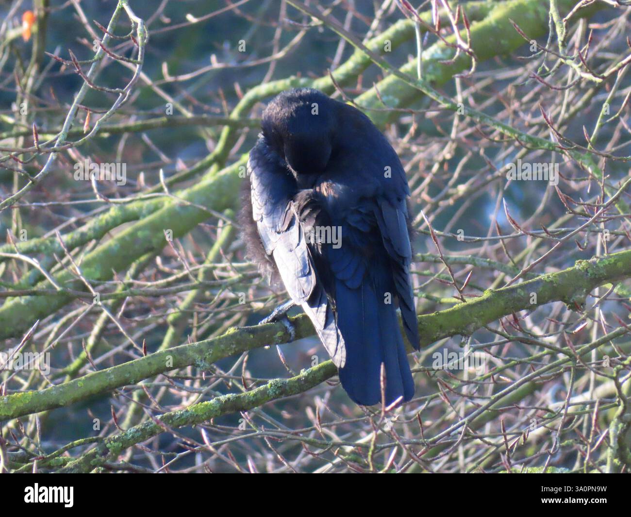 ...ganz schoen clever - diese Raben Kraehen - haben ihre ...
