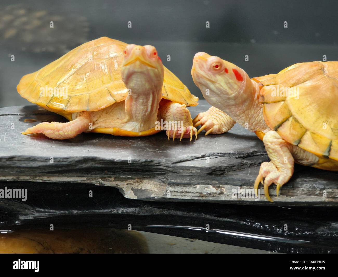 A cute turtle enjoys its time at the wonderful aquatic habitat ...