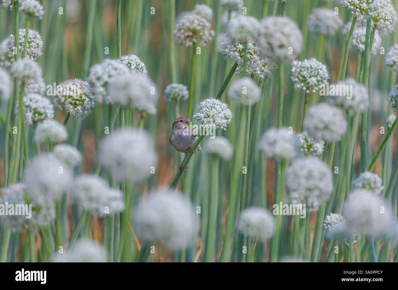 Farmers fetch profit from seed onion farming in Bangladesh Stock Photo ...
