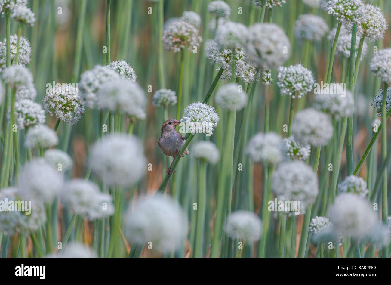 Farmers fetch profit from seed onion farming in Bangladesh Stock Photo ...