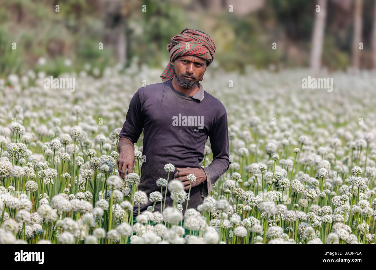 Farmers fetch profit from seed onion farming in Bangladesh Stock Photo ...
