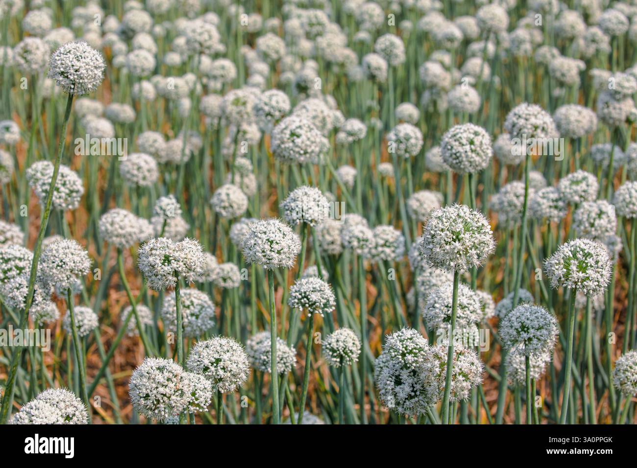 Farmers fetch profit from seed onion farming in Bangladesh Stock Photo ...