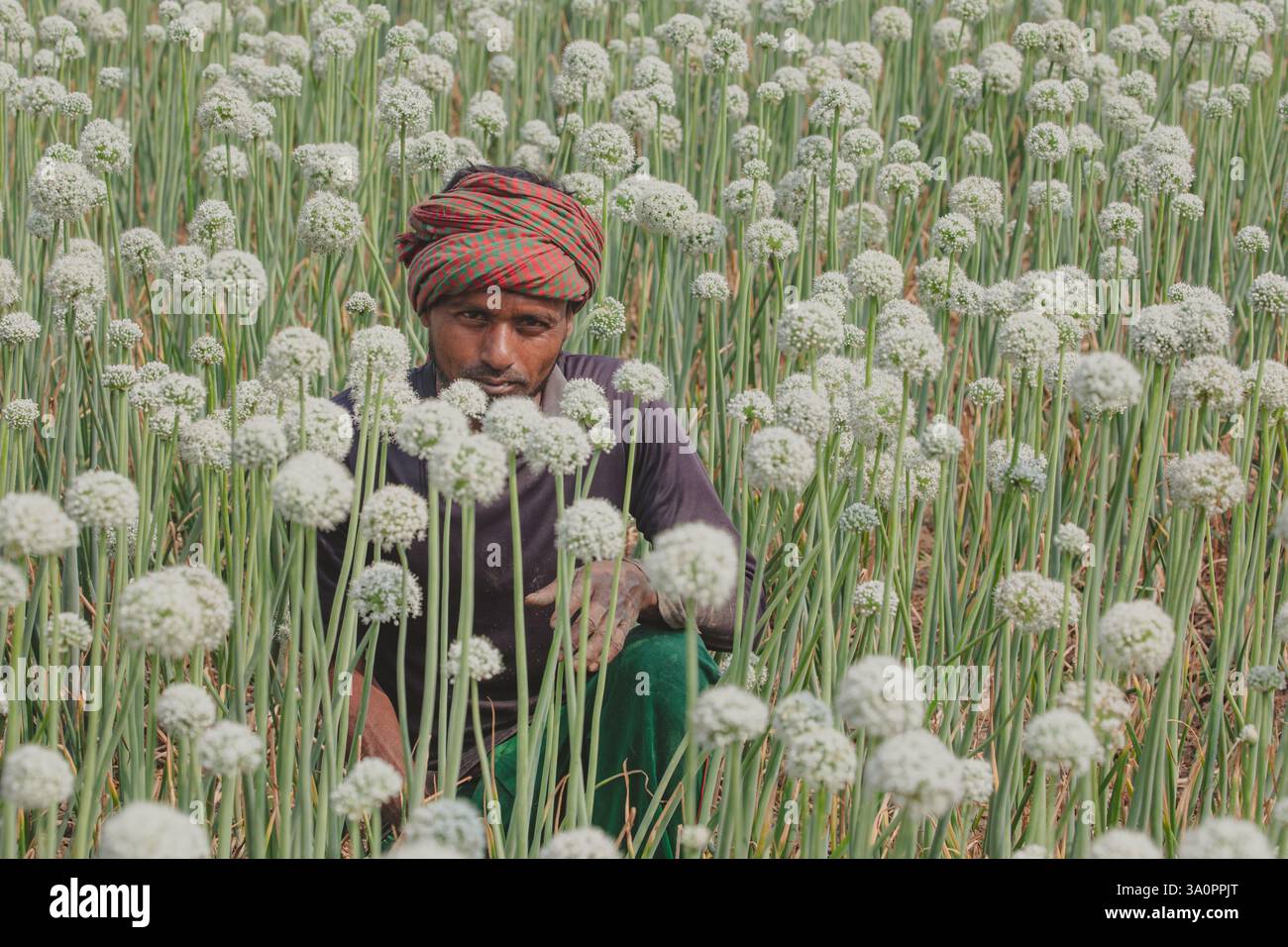 Farmers fetch profit from seed onion farming in Bangladesh Stock Photo ...