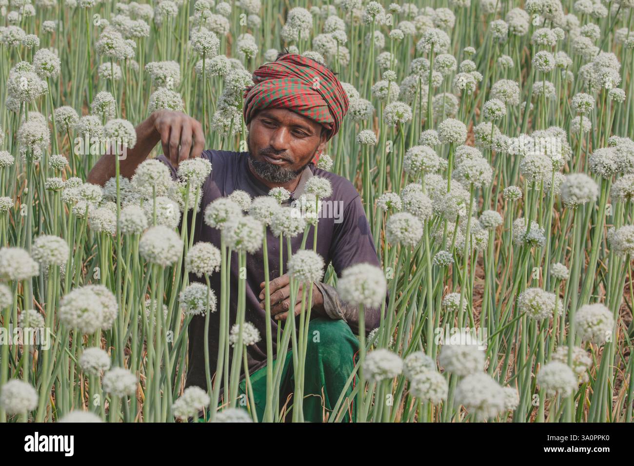 Farmers fetch profit from seed onion farming in Bangladesh Stock Photo ...