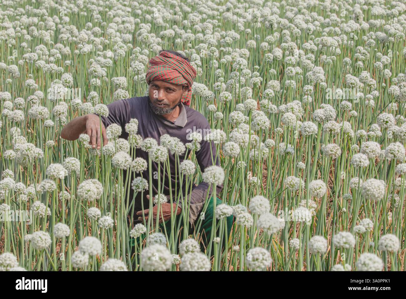 Farmers fetch profit from seed onion farming in Bangladesh Stock Photo ...