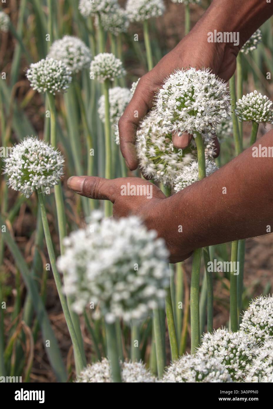 Farmers fetch profit from seed onion farming in Bangladesh Stock Photo ...