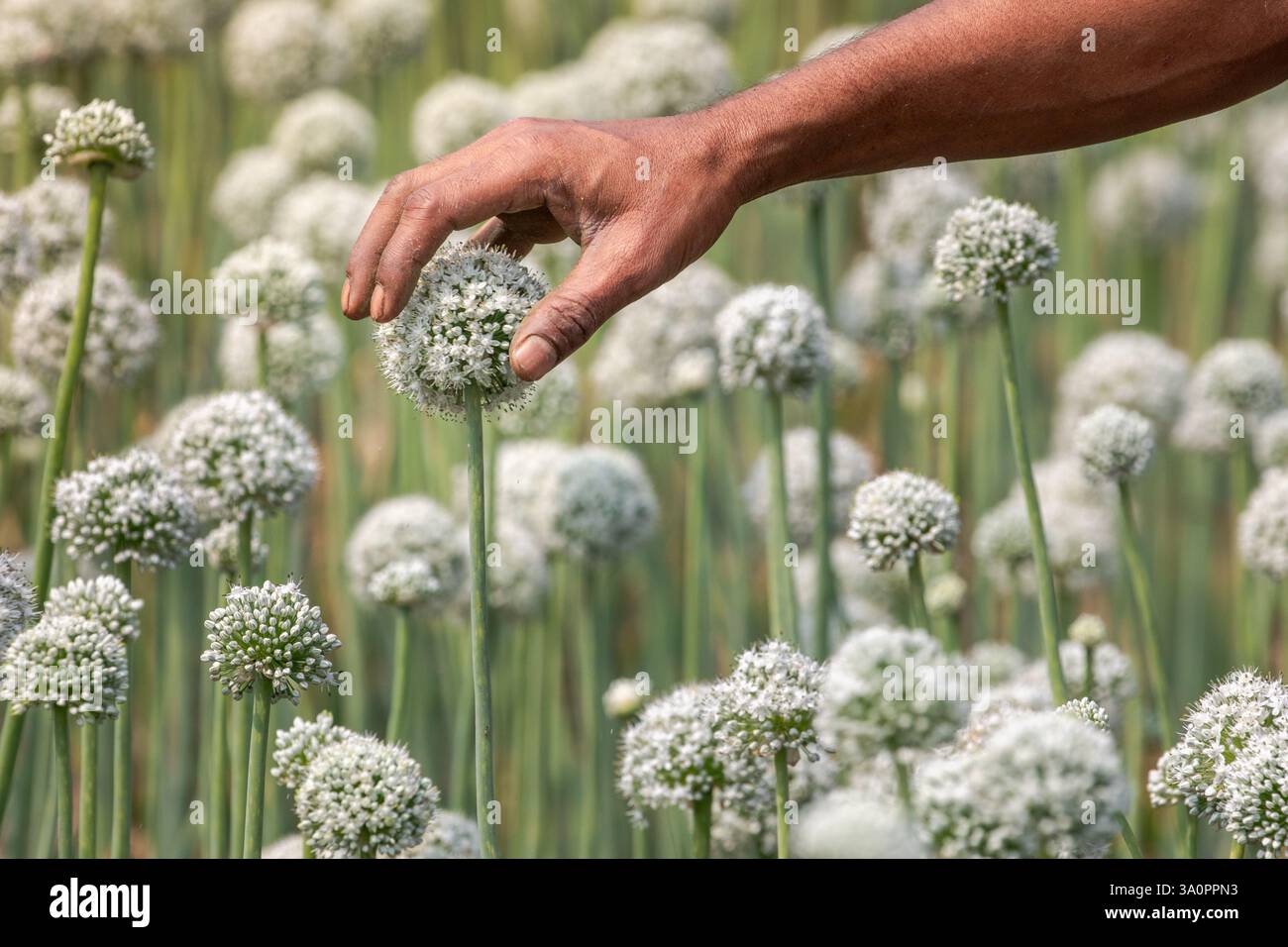 Farmers fetch profit from seed onion farming in Bangladesh Stock Photo ...