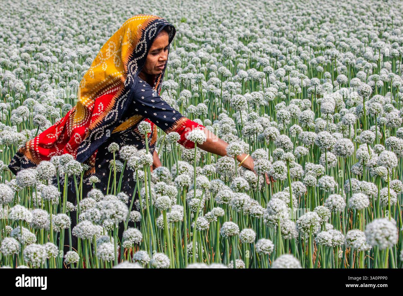 Farmers fetch profit from seed onion farming in Bangladesh Stock Photo ...