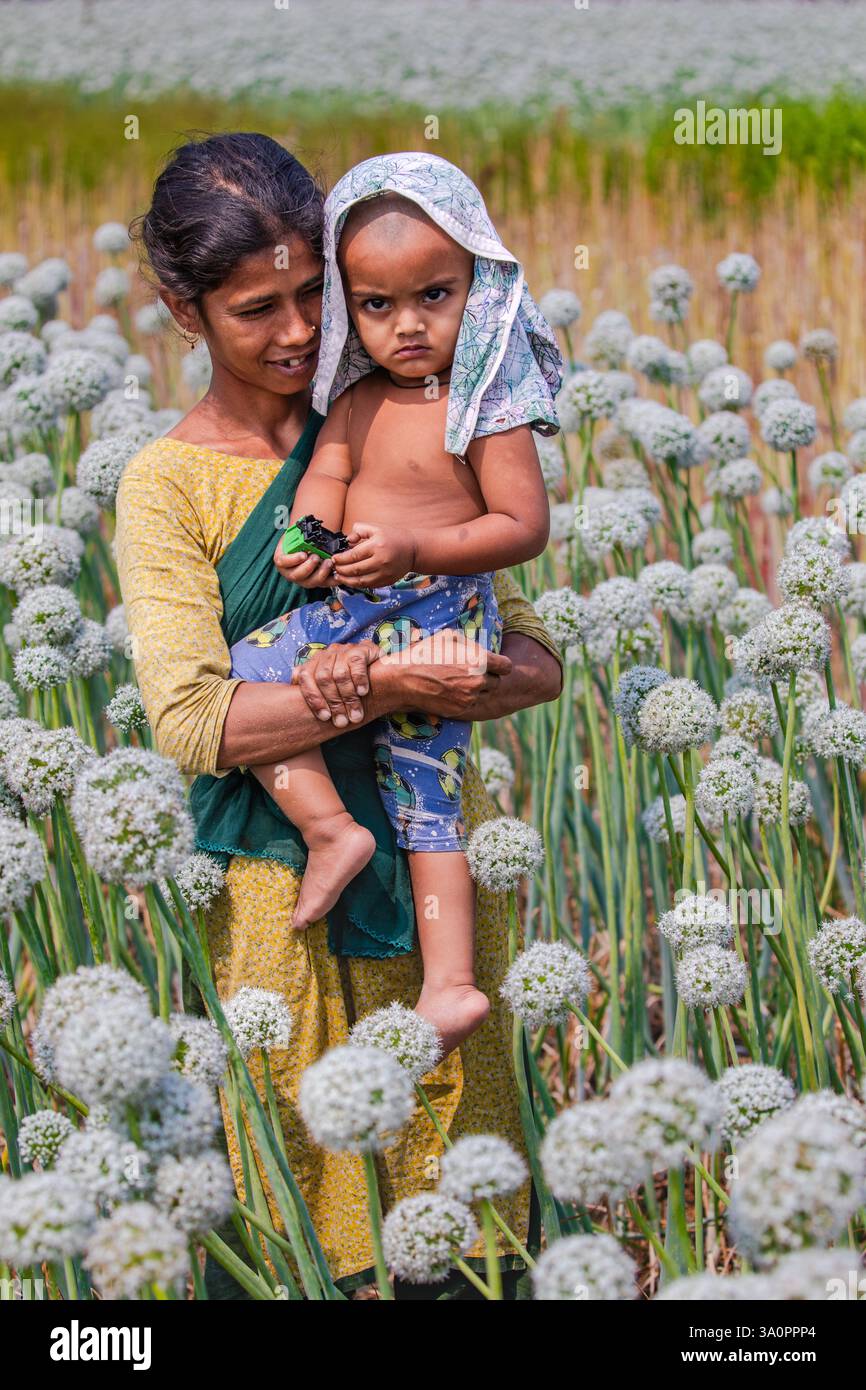 Farmers fetch profit from seed onion farming in Bangladesh Stock Photo ...