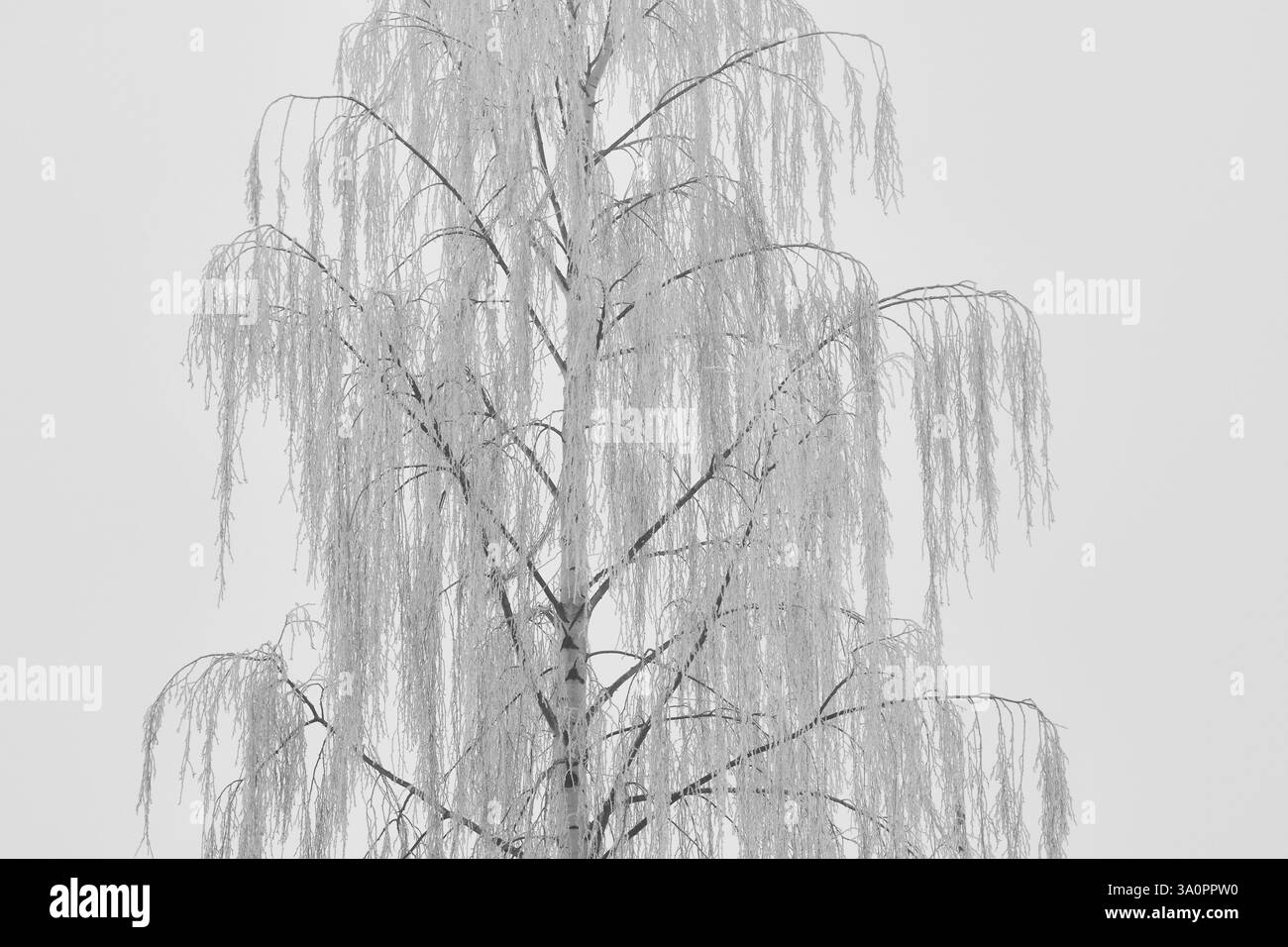 Birch tree from the landscape along former Skreiabanen Railroad between ...