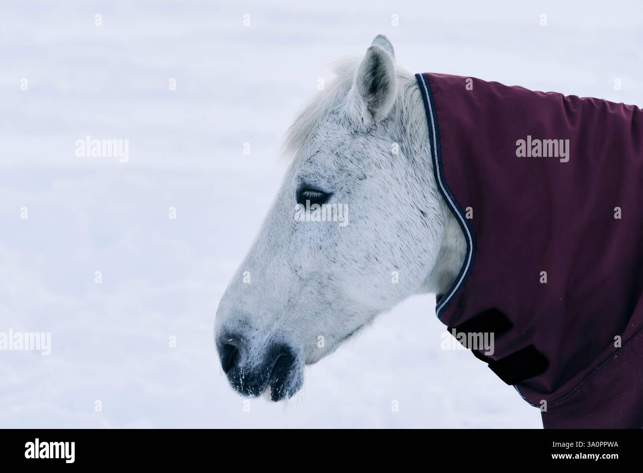 Blanketed with frost hi-res stock photography and images - Alamy