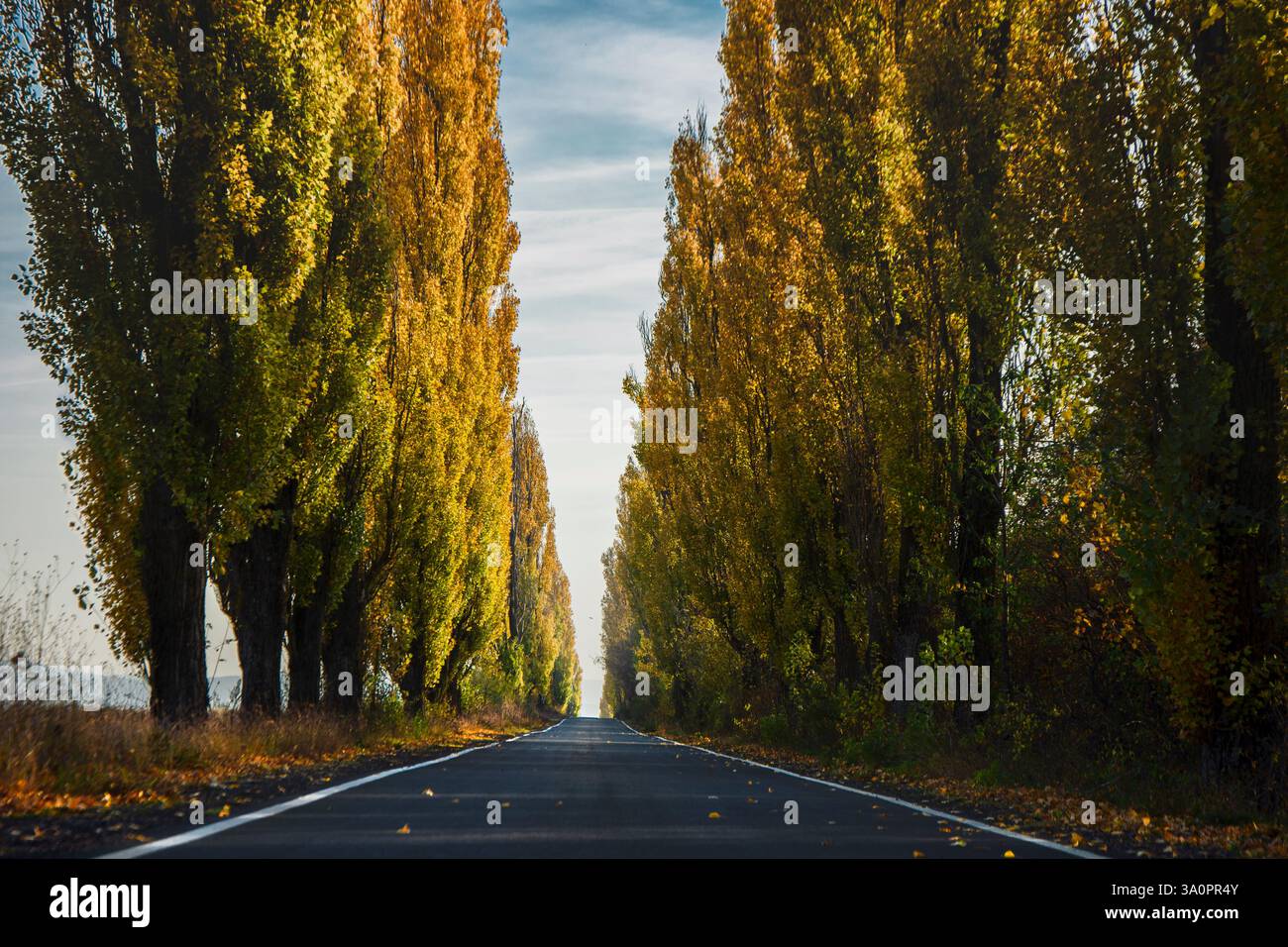 Asphalt road passing through an alley of tall poplar trees in autumn ...