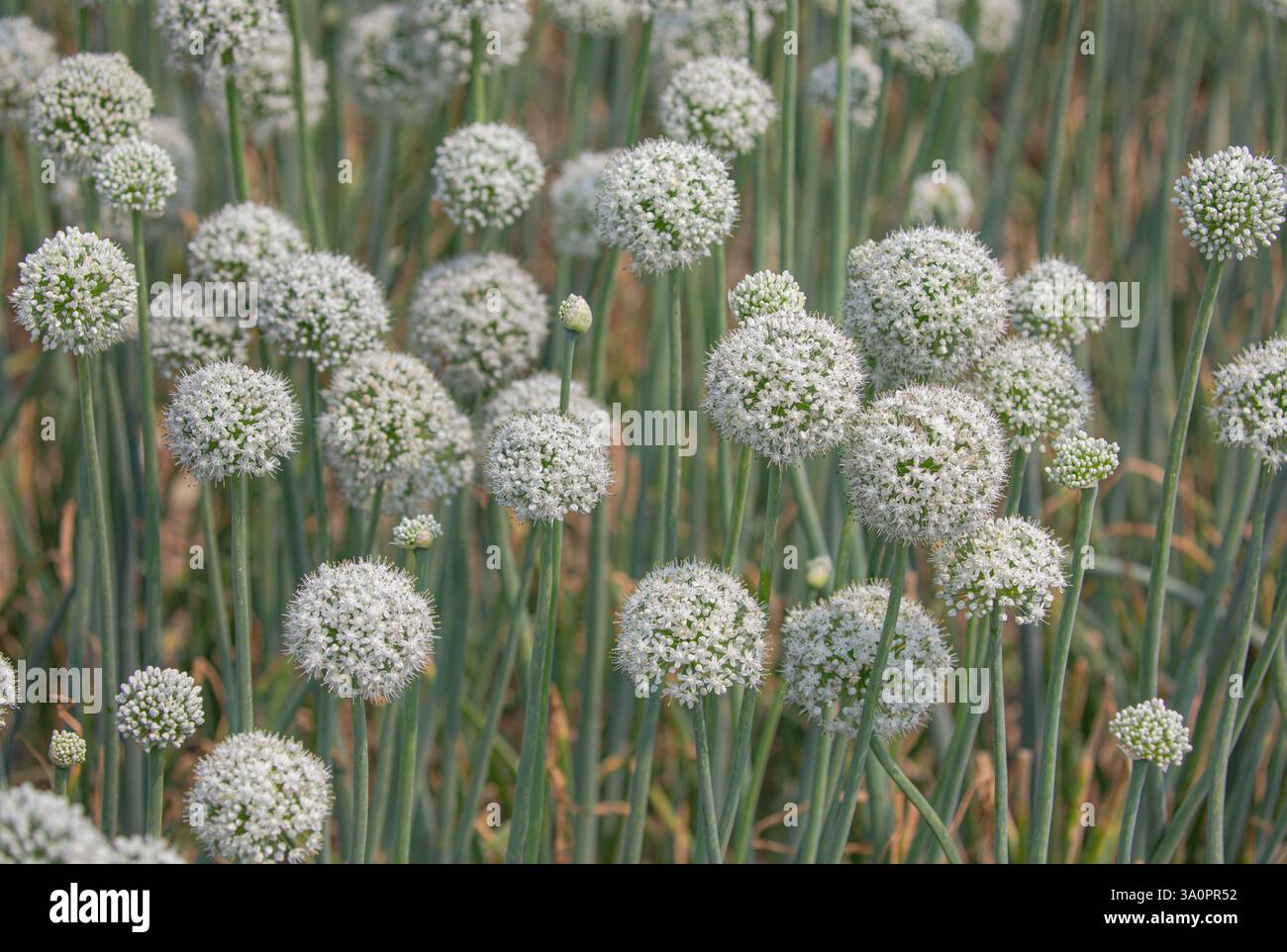 Farmers fetch profit from seed onion farming in Bangladesh Stock Photo ...
