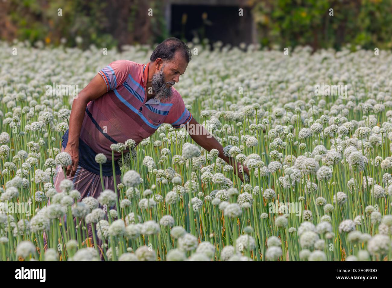 Farmers fetch profit from seed onion farming in Bangladesh Stock Photo ...