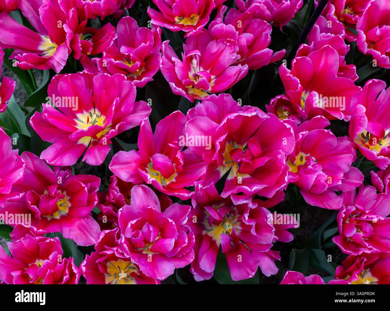 Red tulip called Supri Candy, Triumph group. Tulips are divided into ...