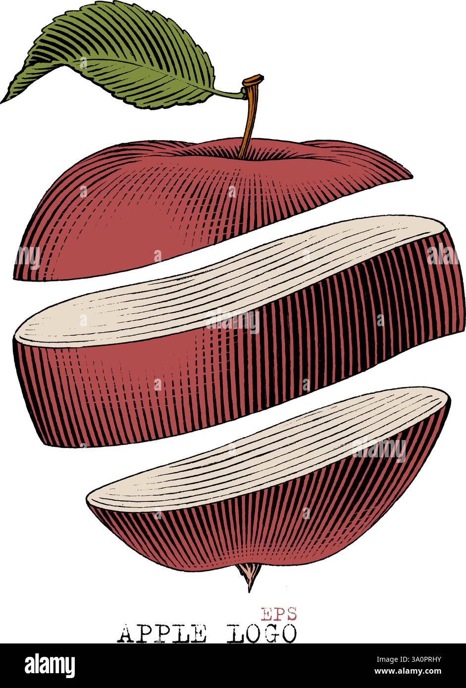 Apple logo hand draw vintage engraving style clip art Stock Vector ...