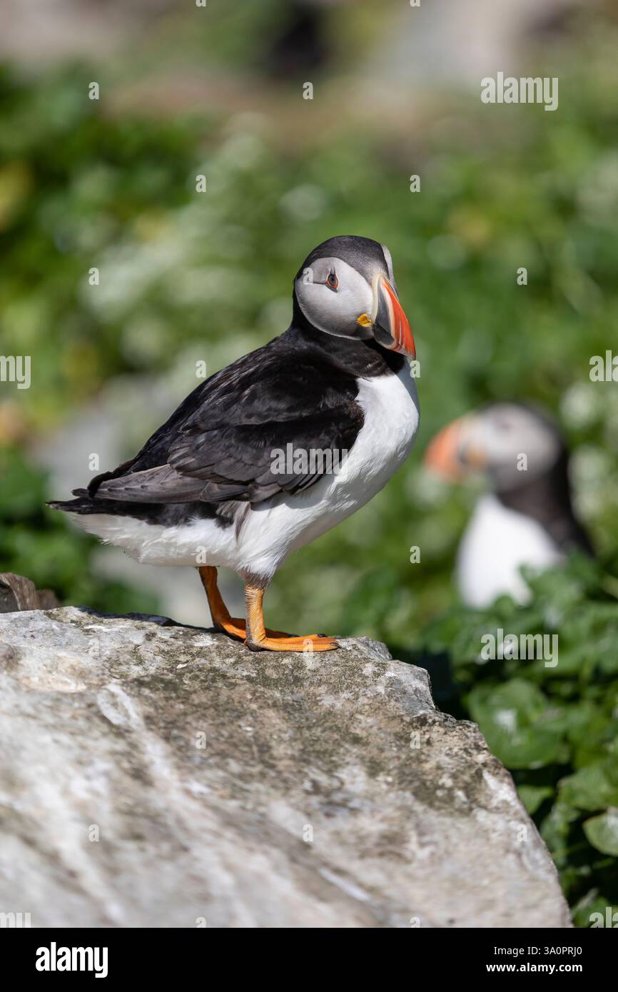 Atlantic puffin breeds hi-res stock photography and images - Alamy