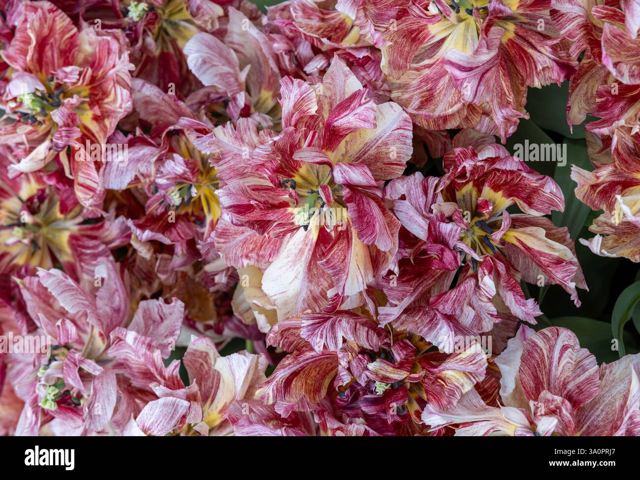 Colorful tulip called 20-TW-07-03. Double Early group. Tulips are ...