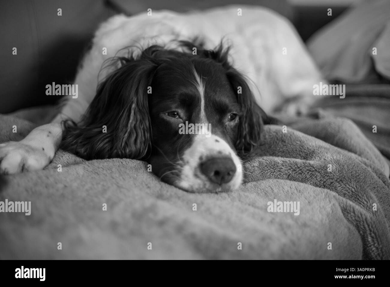 Serene dog hi-res stock photography and images - Alamy
