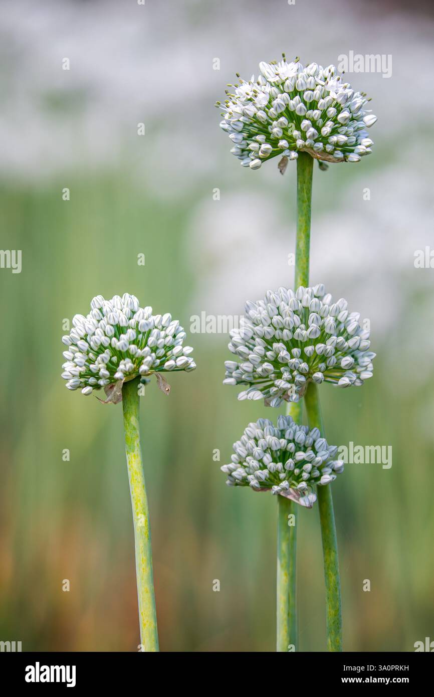 Farmers fetch profit from seed onion farming in Bangladesh Stock Photo ...