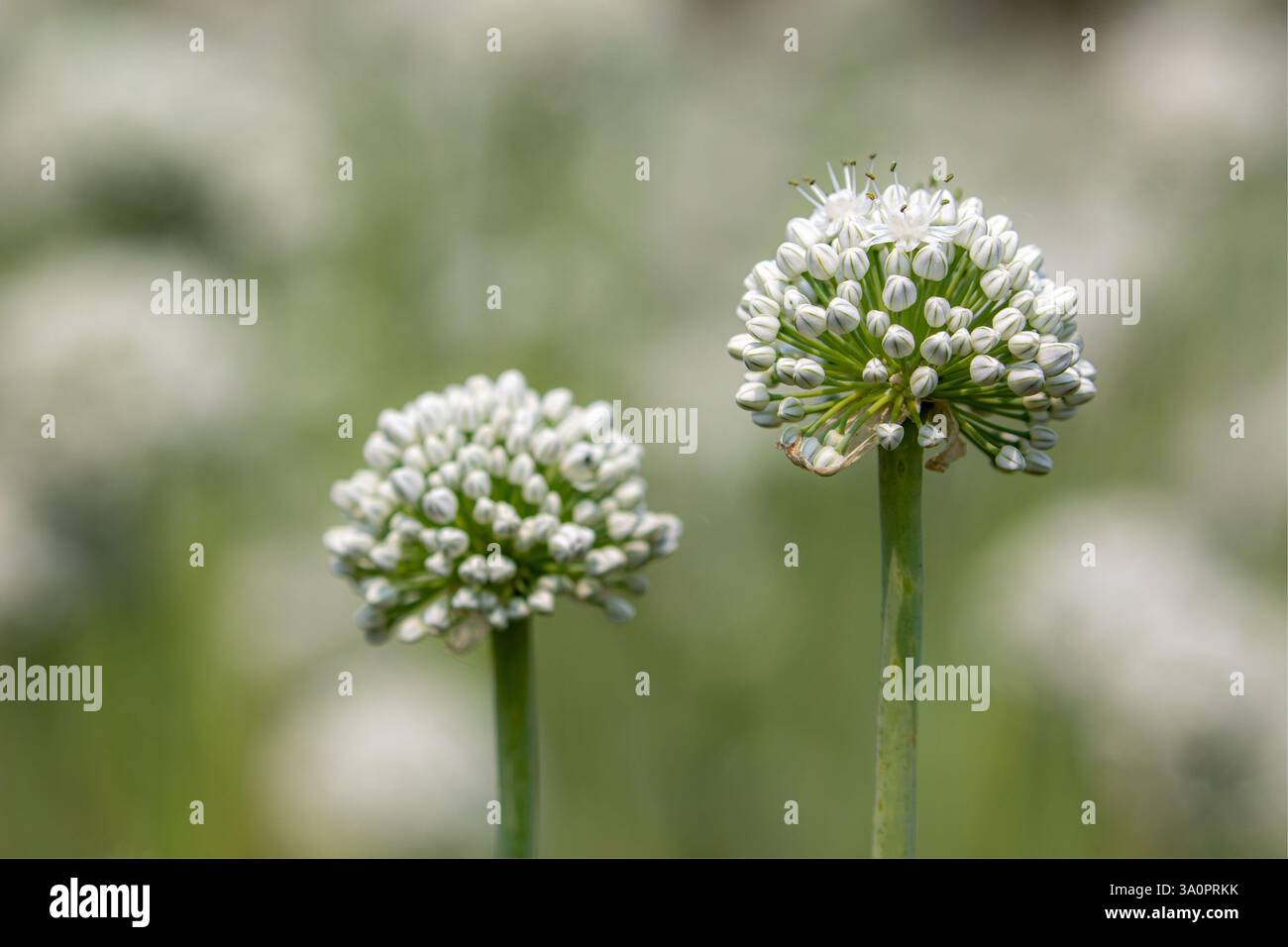 Farmers fetch profit from seed onion farming in Bangladesh Stock Photo ...