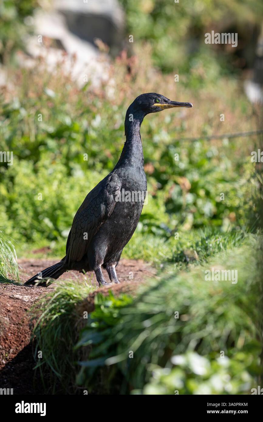 The European Shag Stock Photo - Alamy