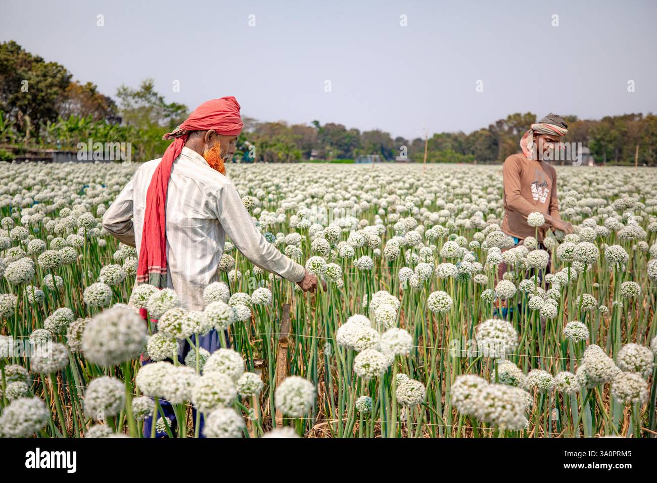 Farmers fetch profit from seed onion farming in Bangladesh Stock Photo ...