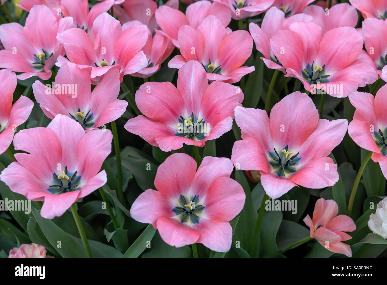 Pink tulip called Bella Blush, Darwinhybrid group. Tulips are divided ...