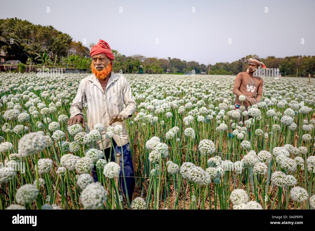 Farmers fetch profit from seed onion farming in Bangladesh Stock Photo ...