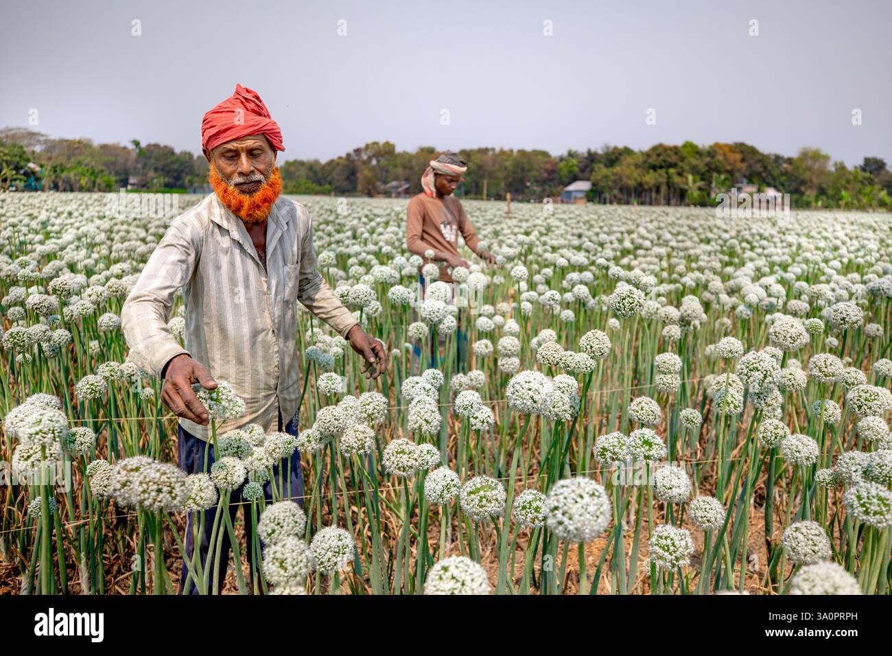Farmers fetch profit from seed onion farming in Bangladesh Stock Photo ...