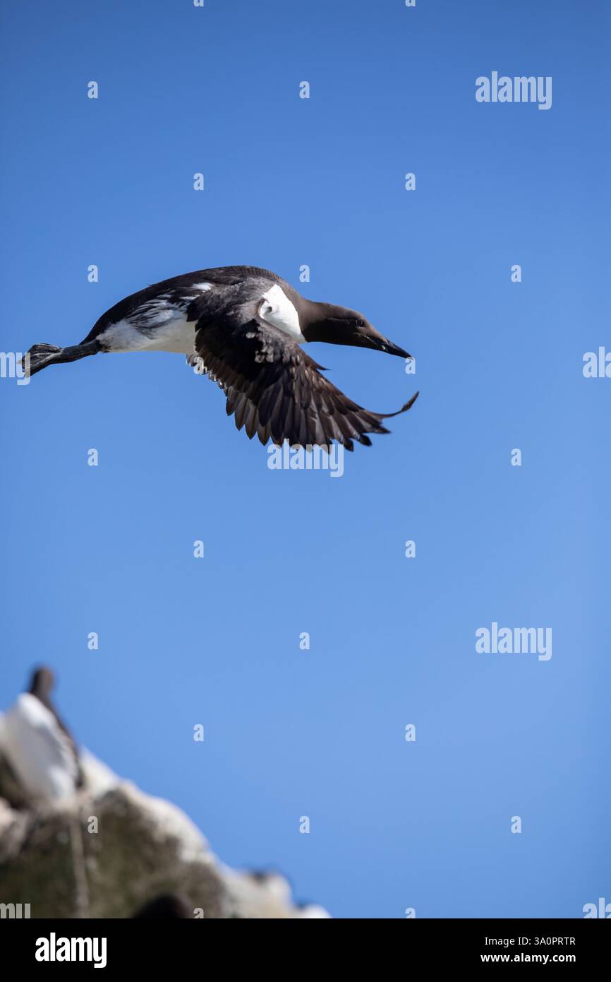 Common Murre in flight Stock Photo - Alamy