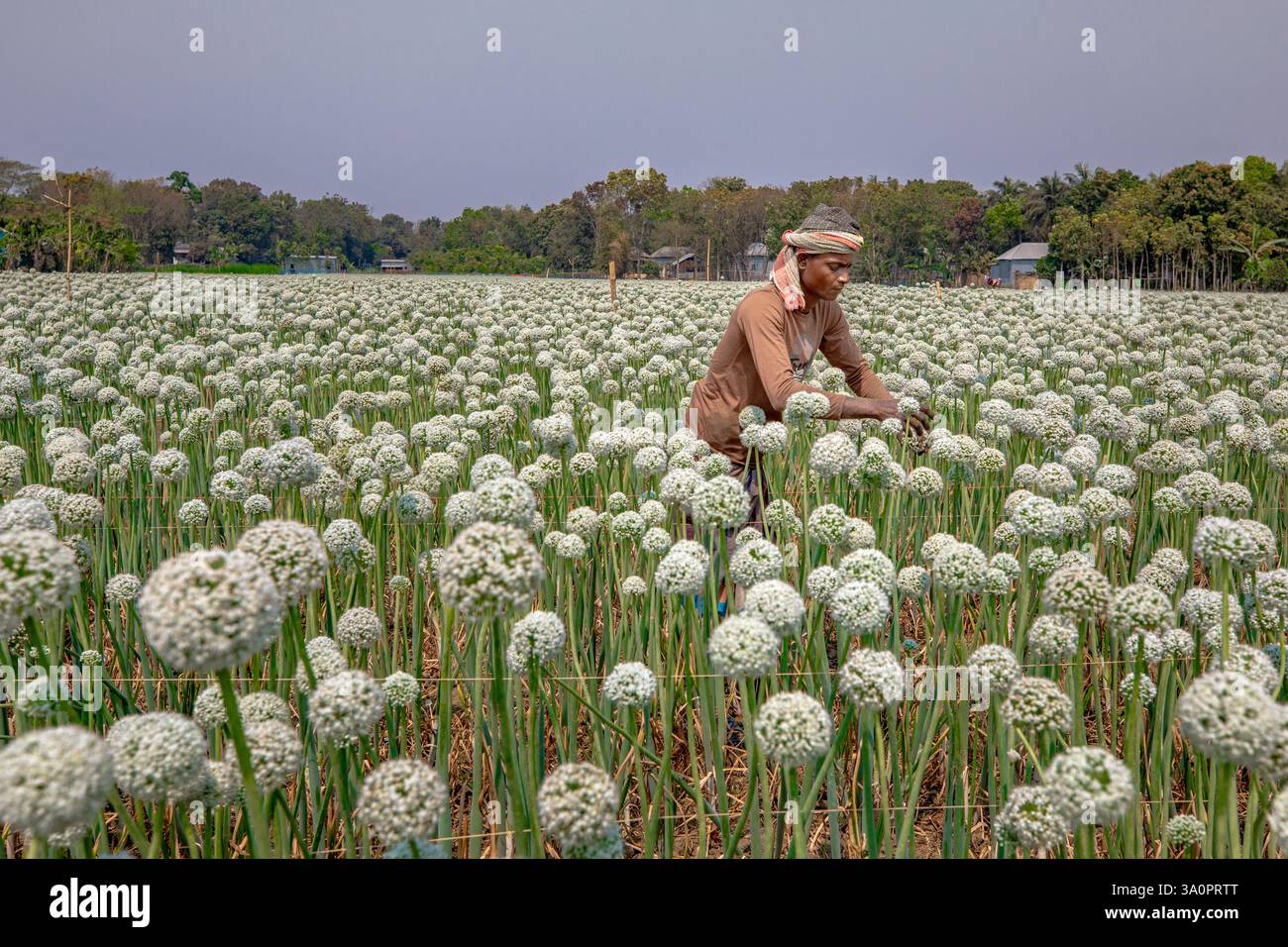 Farmers fetch profit from seed onion farming in Bangladesh Stock Photo ...