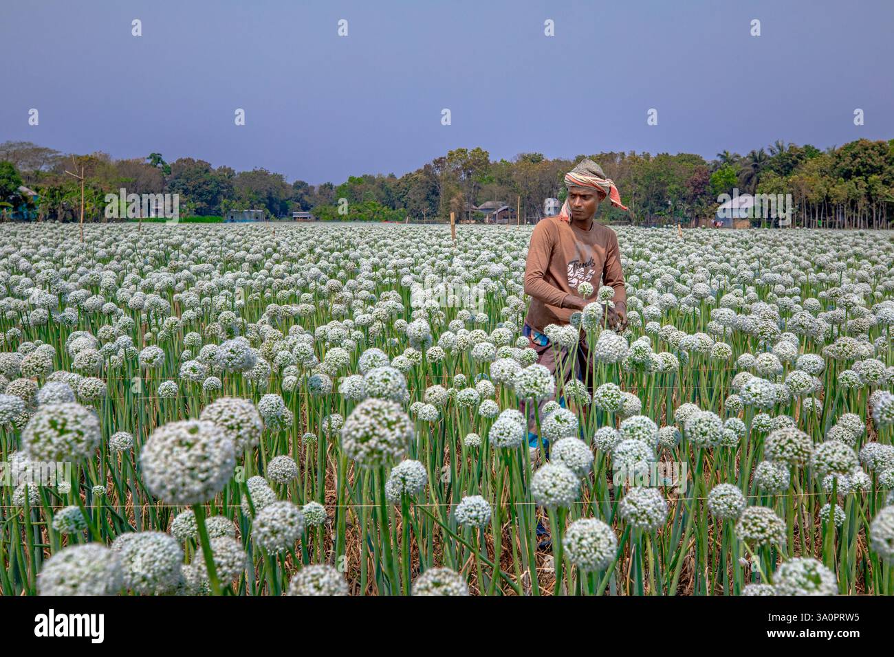 Farmers fetch profit from seed onion farming in Bangladesh Stock Photo ...