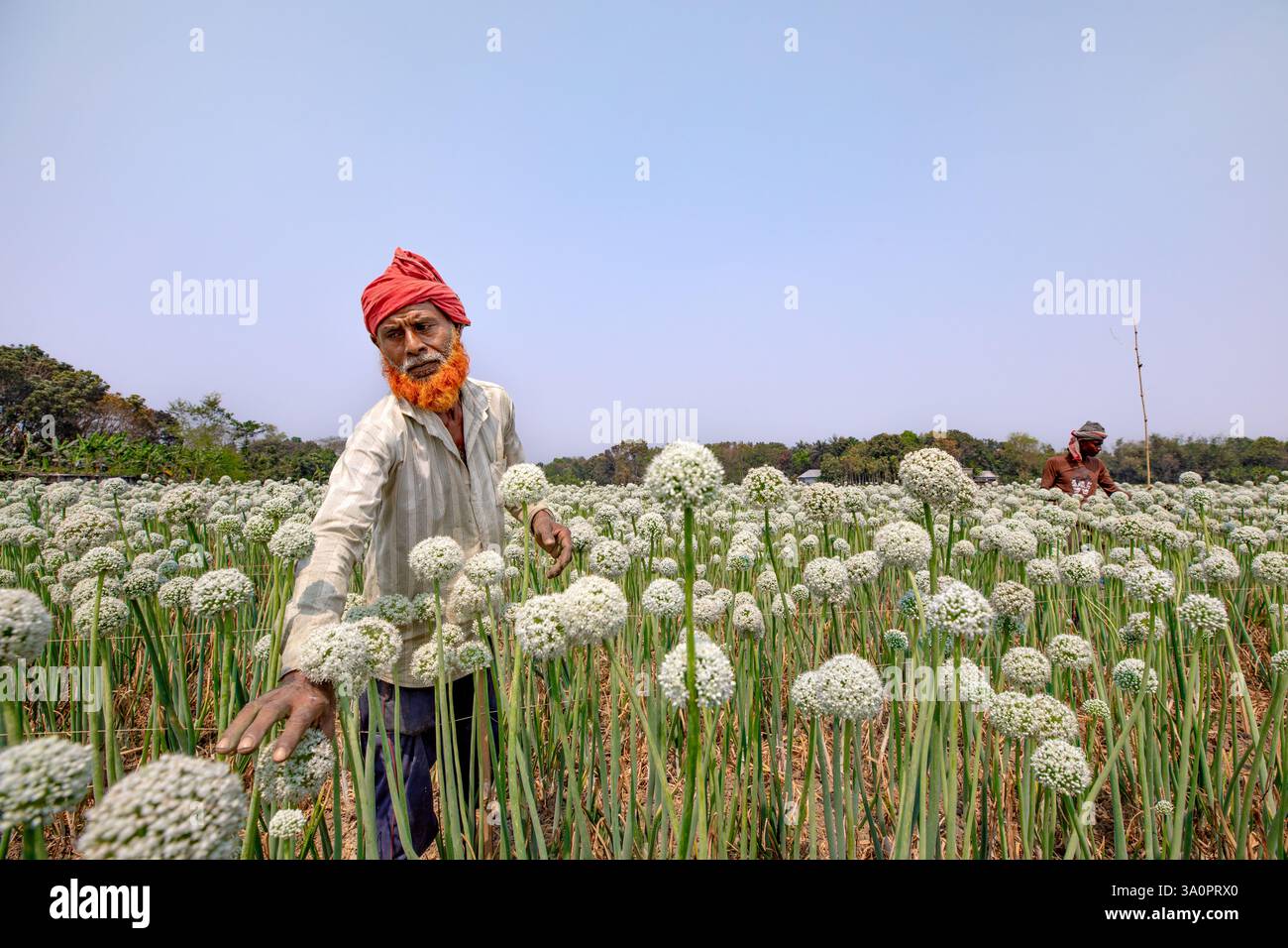 Farmers fetch profit from seed onion farming in Bangladesh Stock Photo ...