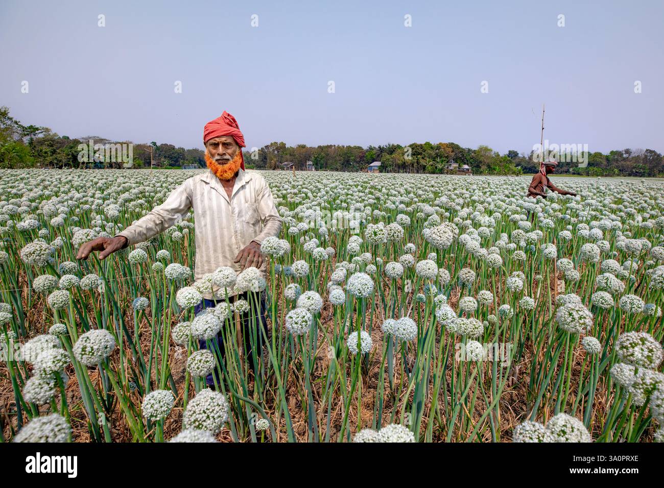 Farmers fetch profit from seed onion farming in Bangladesh Stock Photo ...