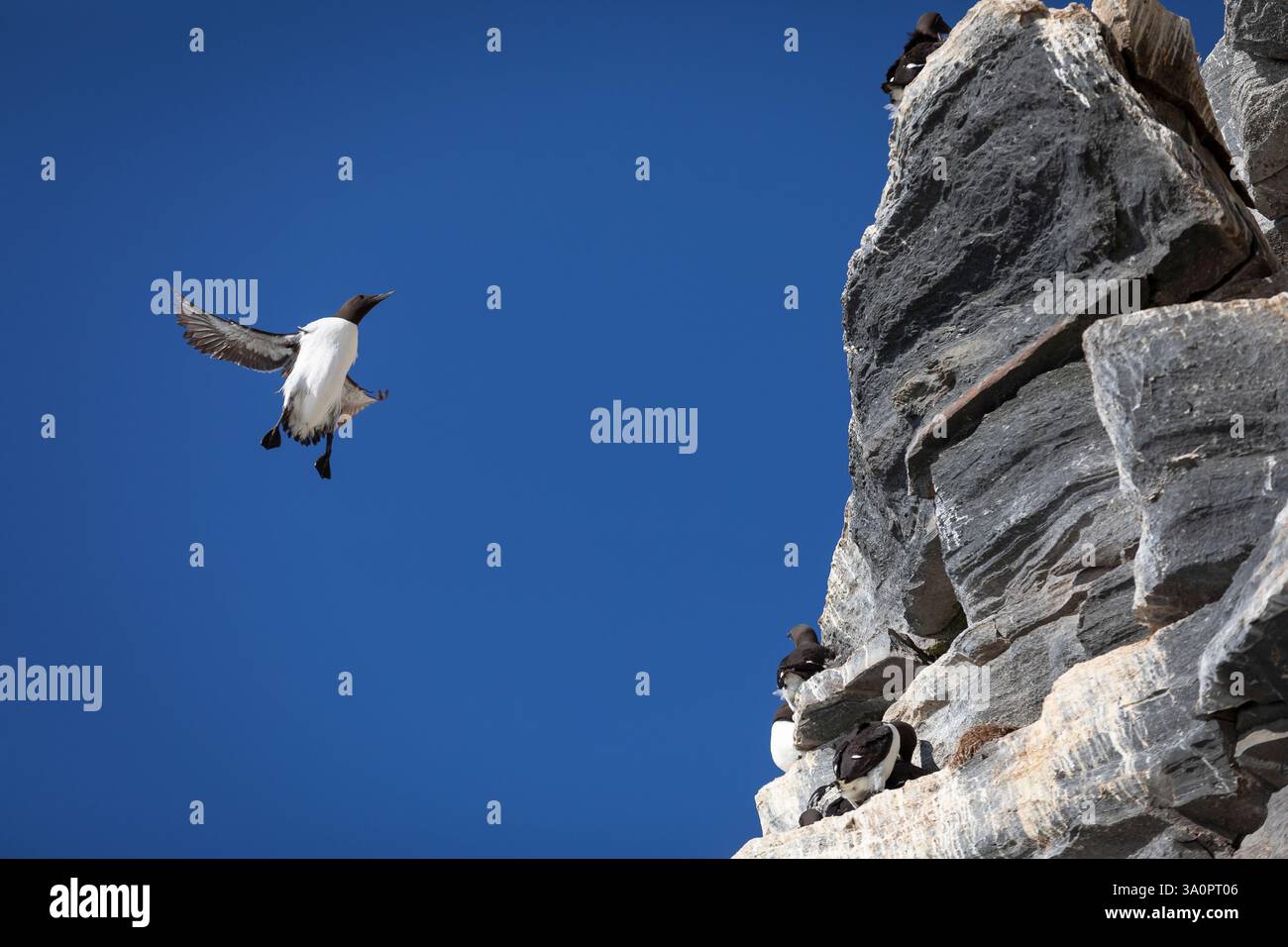 Common Murre in flight at Hornøya island, Norway Stock Photo - Alamy