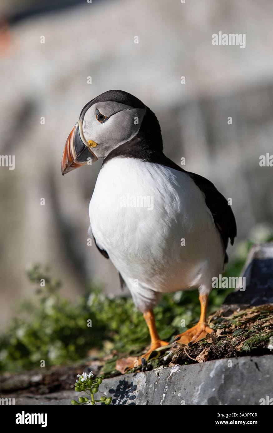 The Atlantic Puffin Stock Photo - Alamy