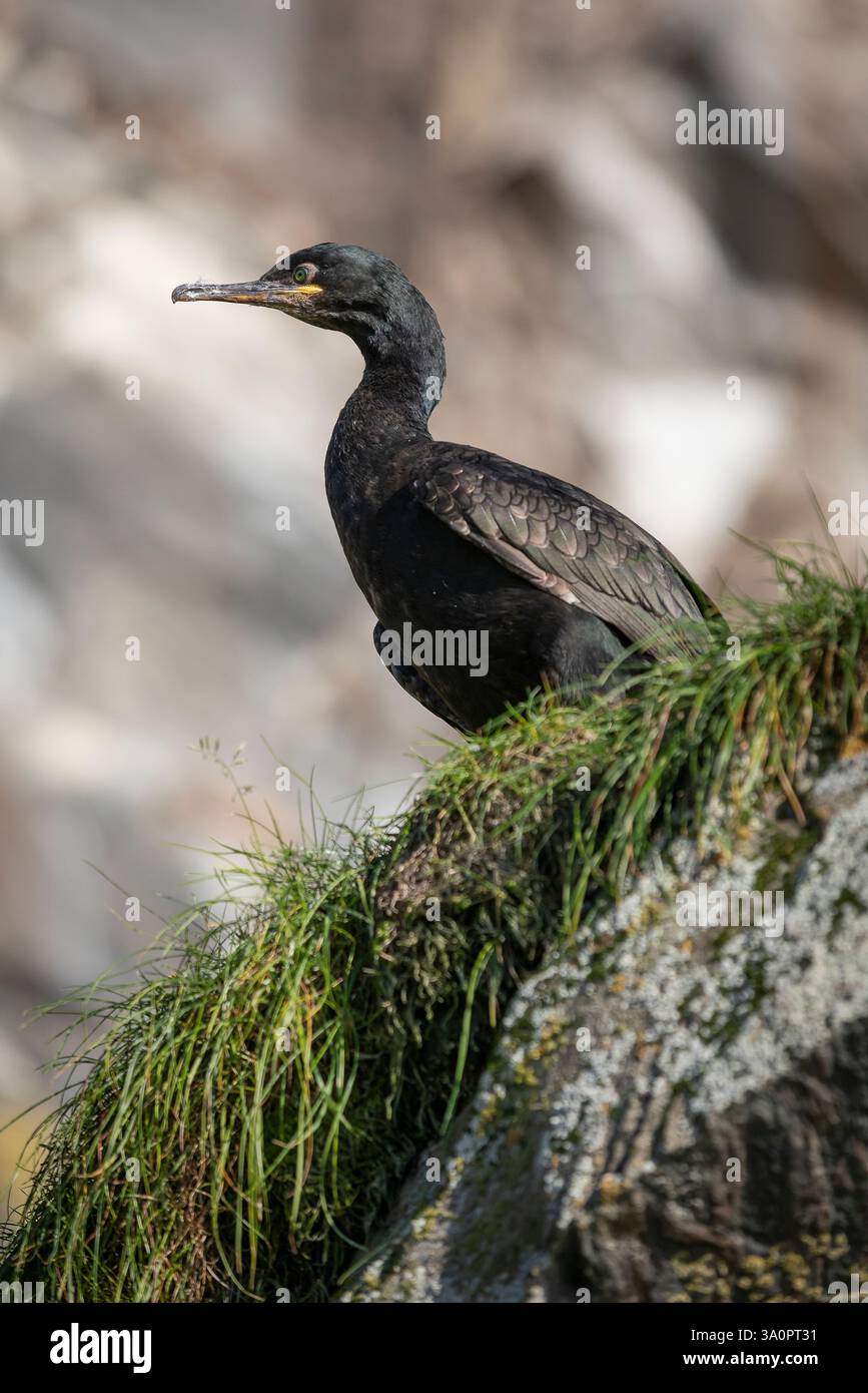 Green shag hi-res stock photography and images - Alamy