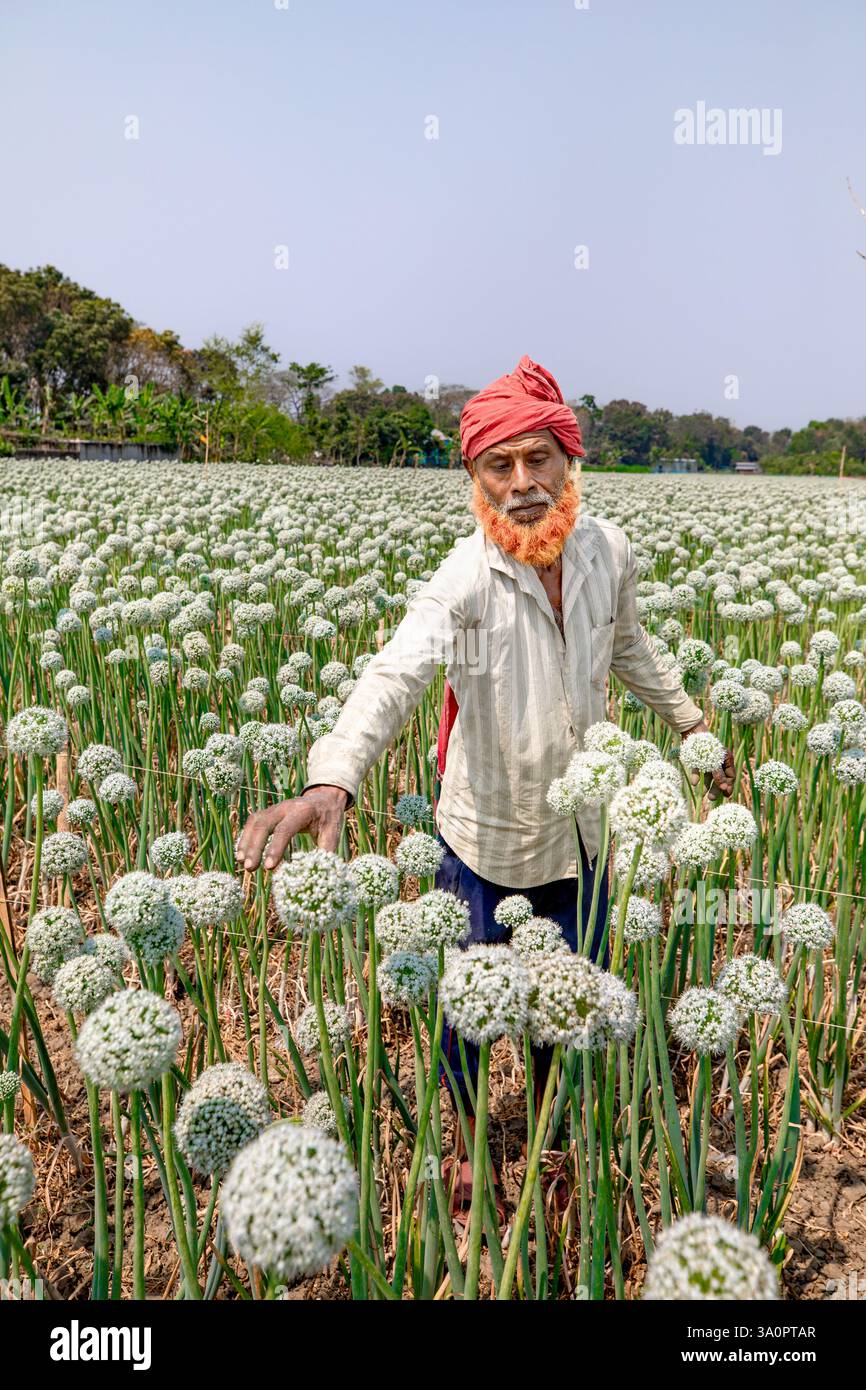 Farmers fetch profit from seed onion farming in Bangladesh Stock Photo ...