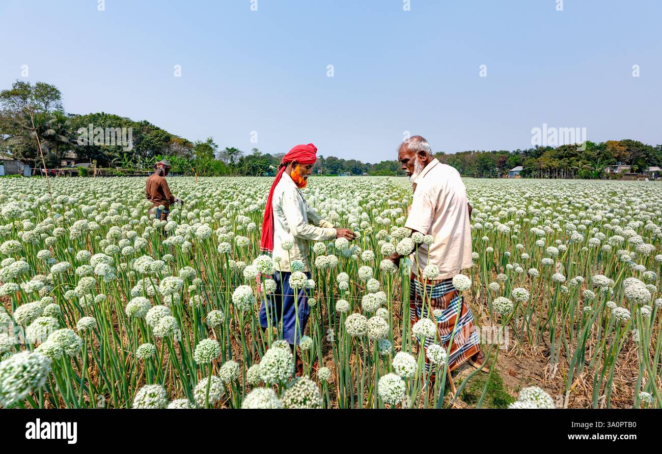 Farmers fetch profit from seed onion farming in Bangladesh Stock Photo ...