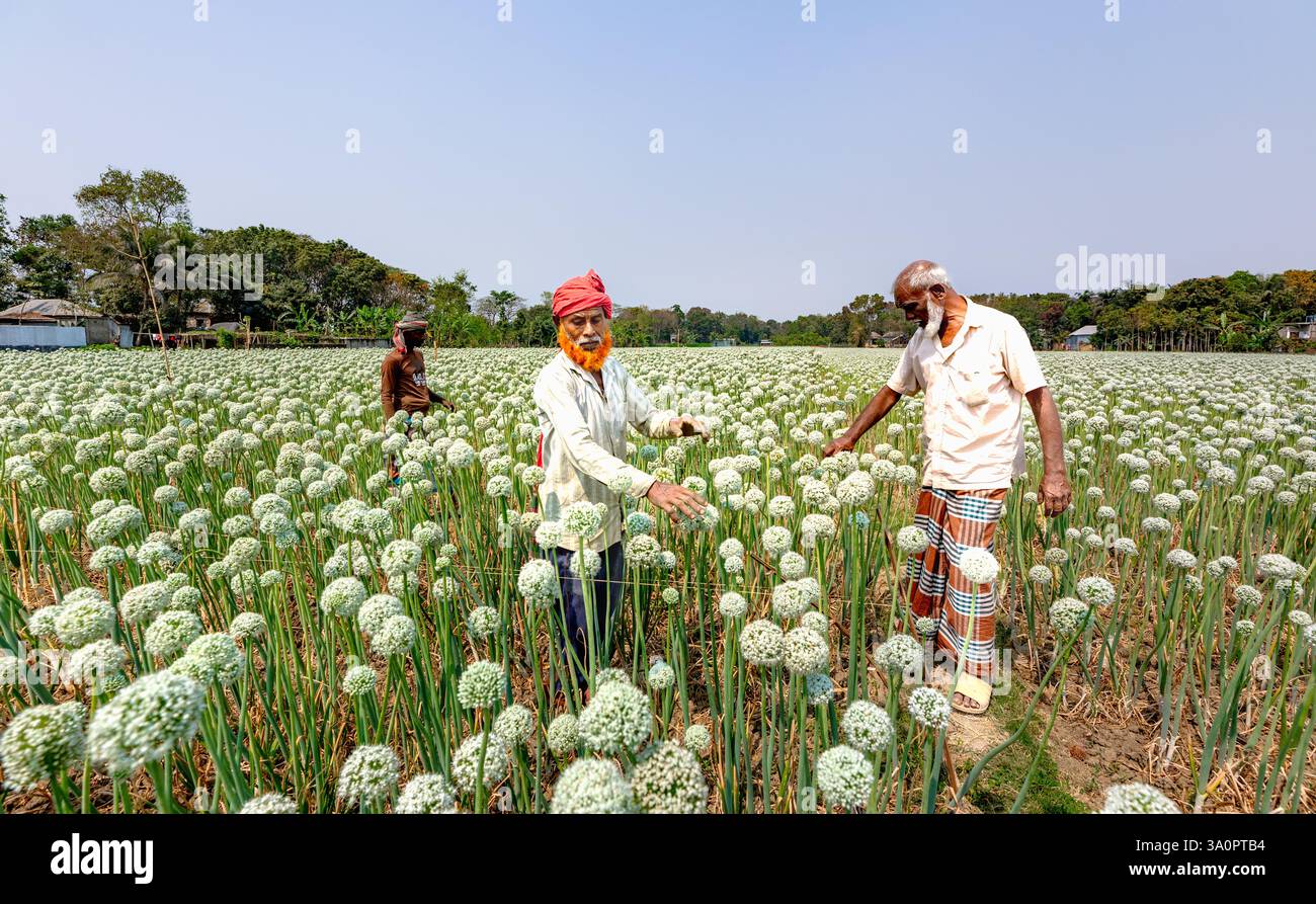 Farmers fetch profit from seed onion farming in Bangladesh Stock Photo ...